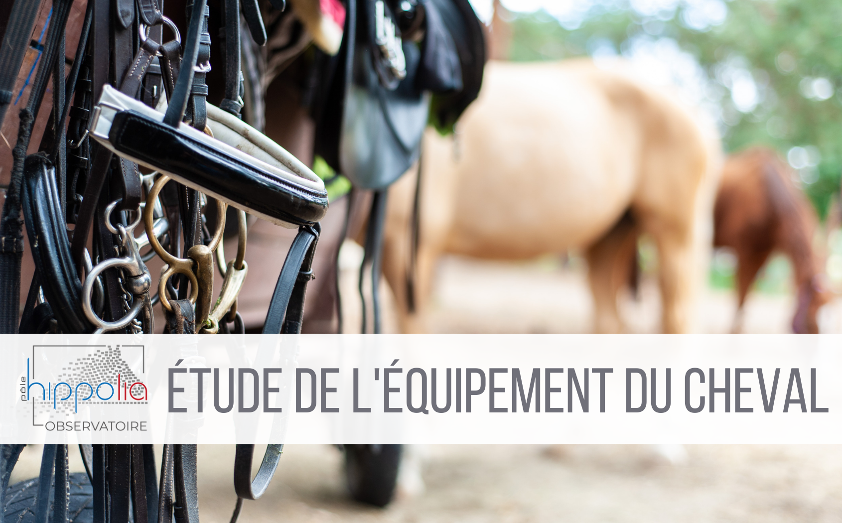 Etude de l'équipement du cheval 2023 - Hippolia Lab